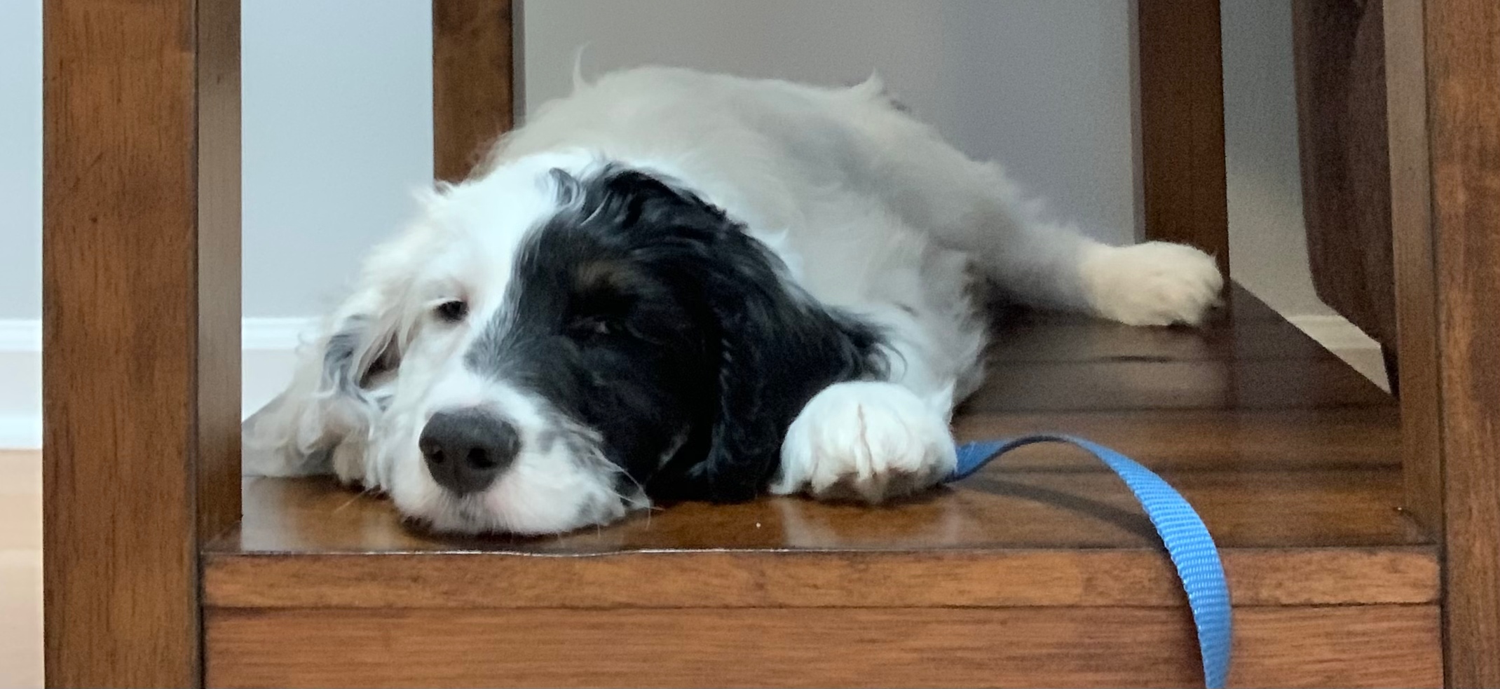 Cursusinformatie | CYCA2400_EC1 - Human Development (Fall 2025) | TRU ...